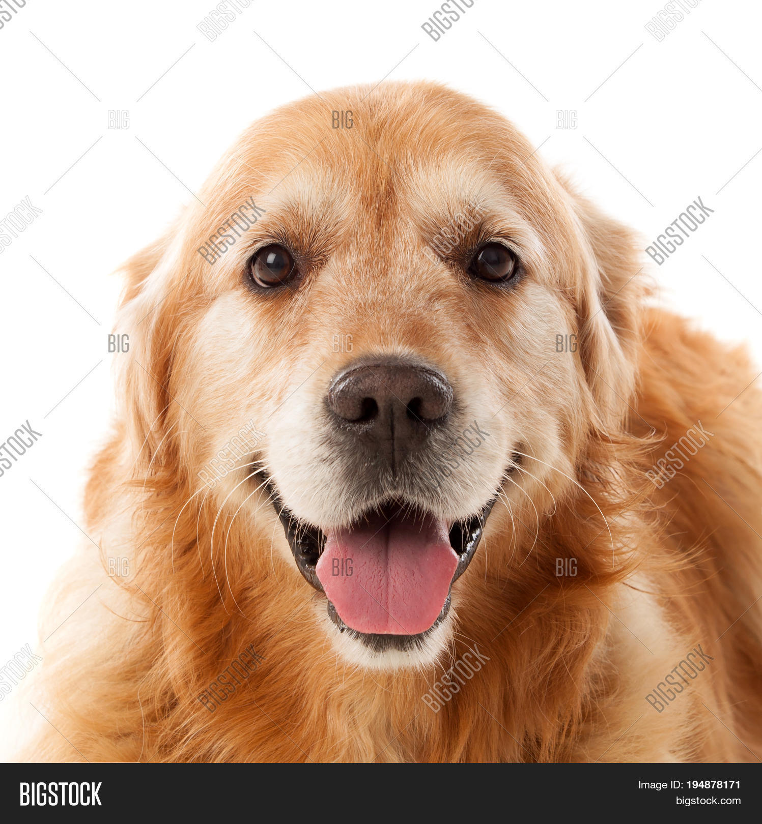 Beautiful Golden Image & Photo (Free Trial) | Bigstock