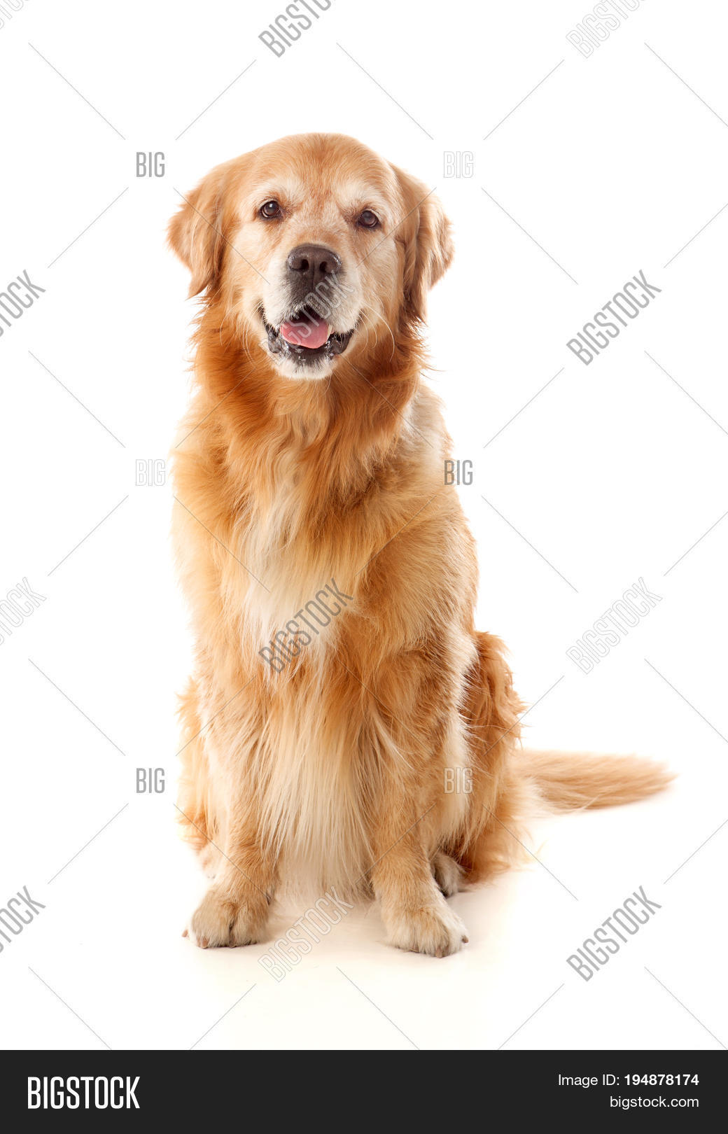 Beautiful Golden Image & Photo (Free Trial) | Bigstock