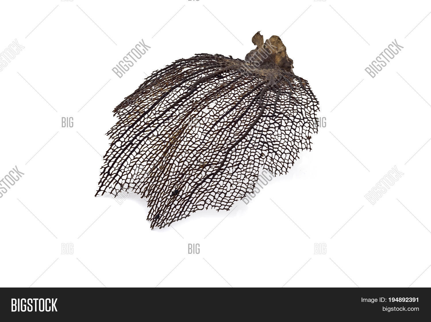 Rare Mesh Sheet Coral Image & Photo (Free Trial) | Bigstock