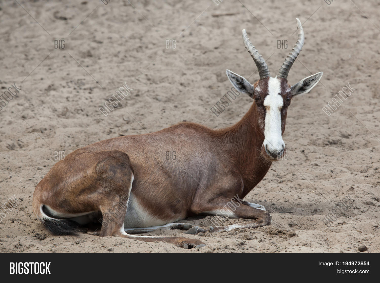 Blesbock (Damaliscus Image & Photo (Free Trial) | Bigstock