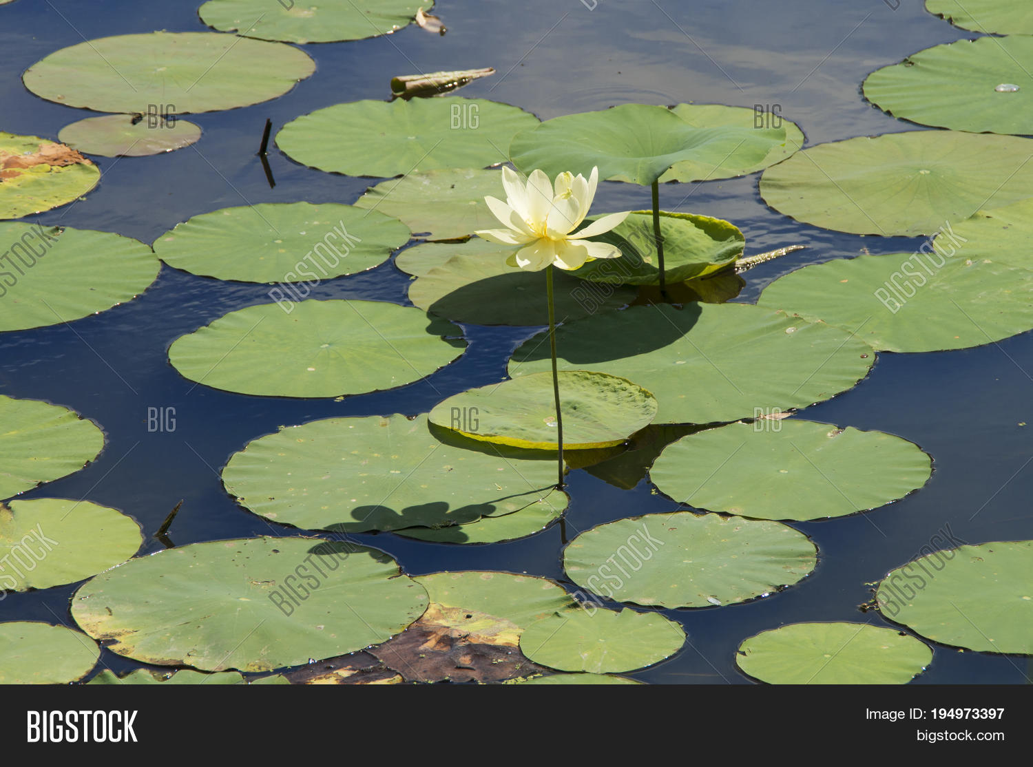 Lilly Pads Flower Image & Photo (Free Trial) | Bigstock
