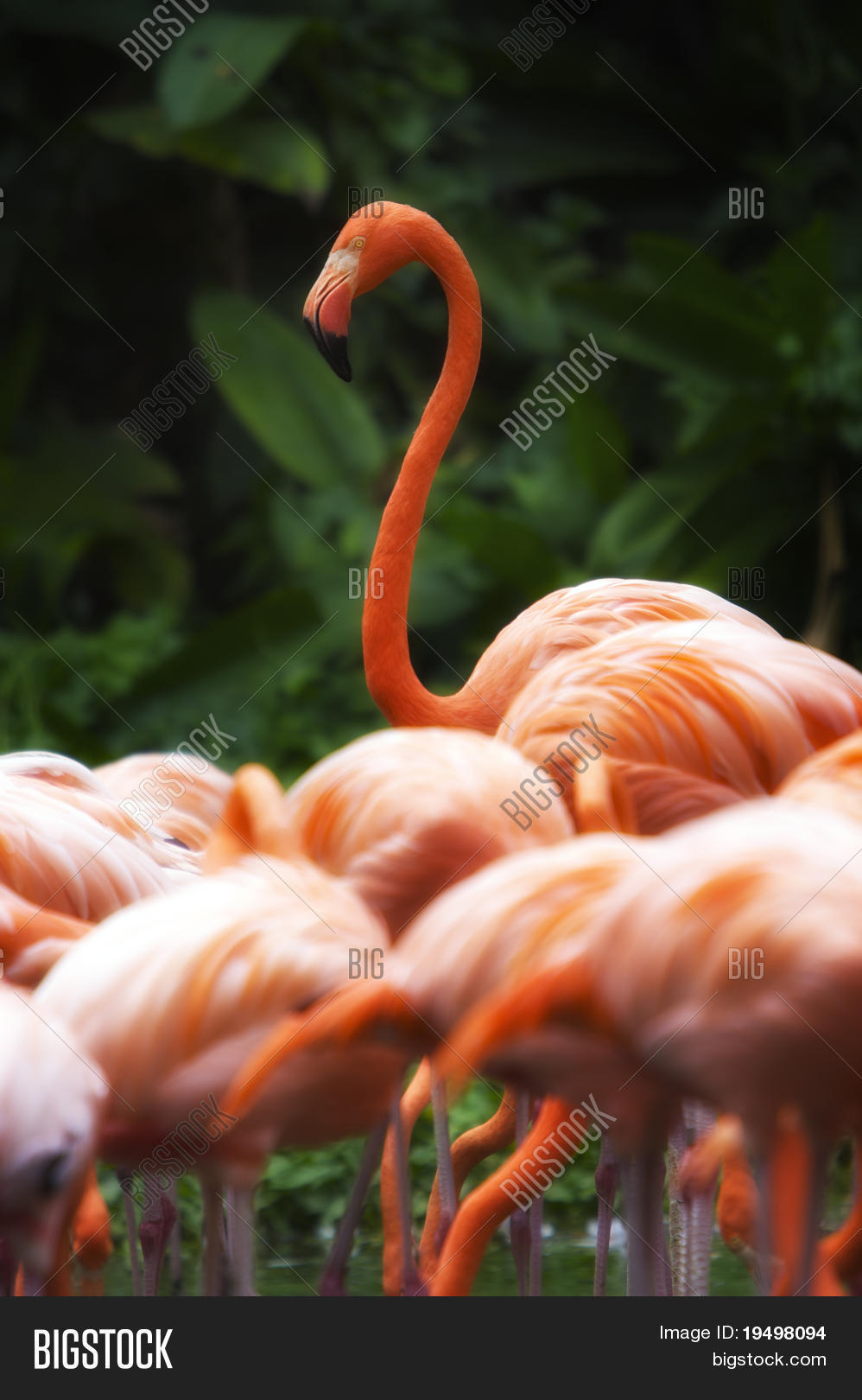 Single Flamingo Image & Photo (Free Trial) | Bigstock