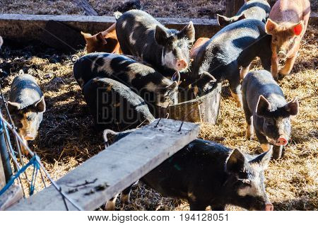 Many Small Baby Pigs Image & Photo (Free Trial) | Bigstock