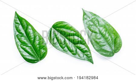 Green Leaf Isolated On Image & Photo (Free Trial) | Bigstock