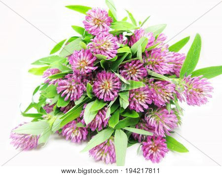 Bouquet Pink Clover Image & Photo (Free Trial) | Bigstock