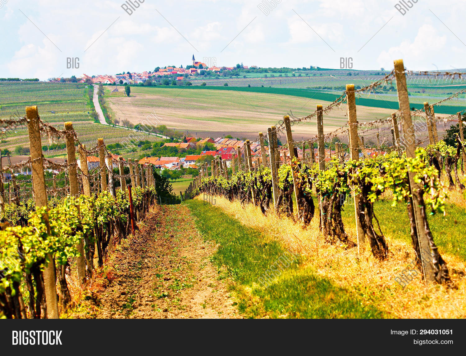Grape Vineyards South Image & Photo (Free Trial) | Bigstock