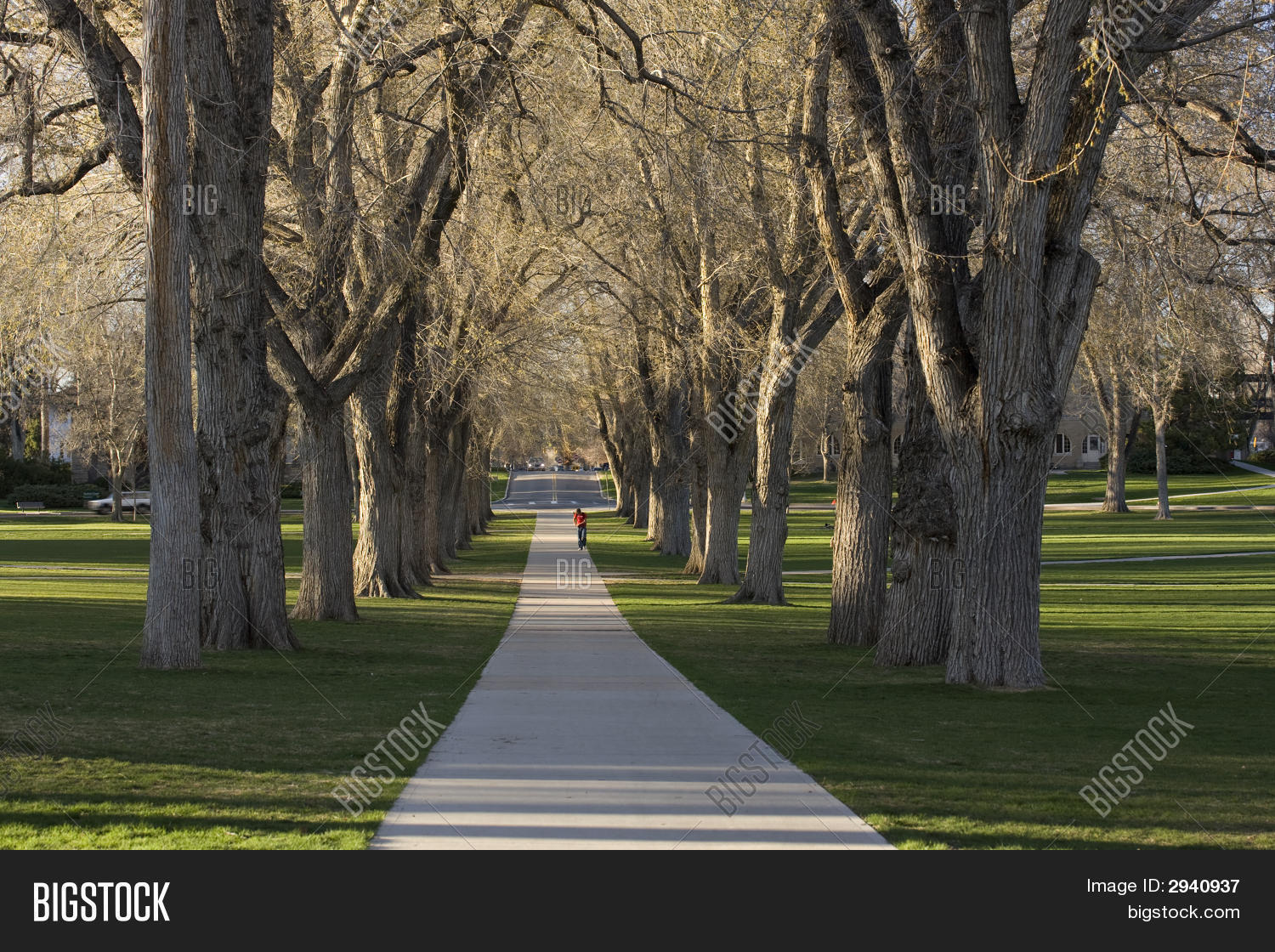 Allee Old American Elm Image & Photo (Free Trial) | Bigstock