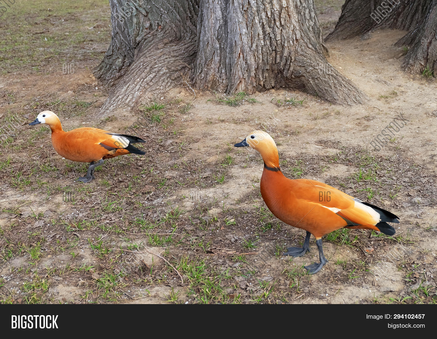 Ruddy Shelducks ( Image & Photo (Free Trial) | Bigstock
