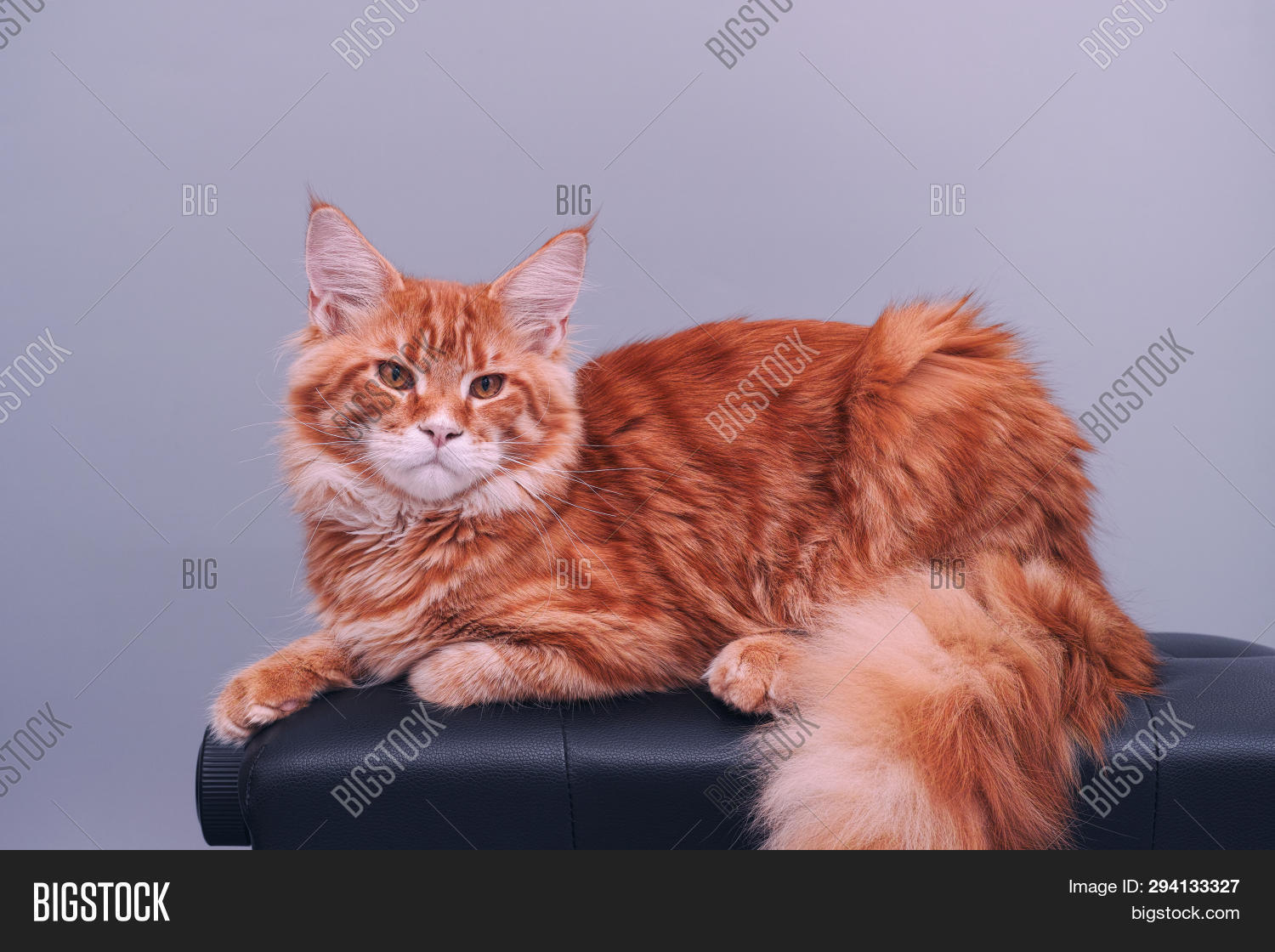 Red Maine Coon Cat On Image & Photo (Free Trial) | Bigstock