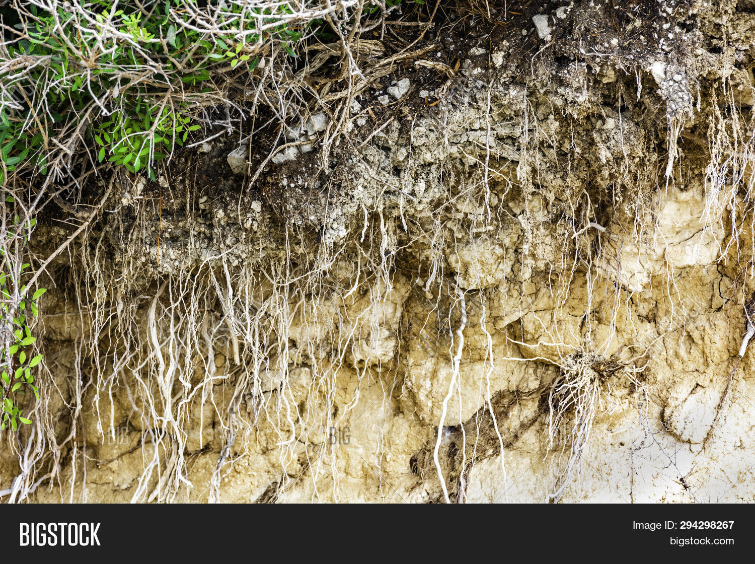 Close Cross Section Image & Photo (Free Trial) | Bigstock