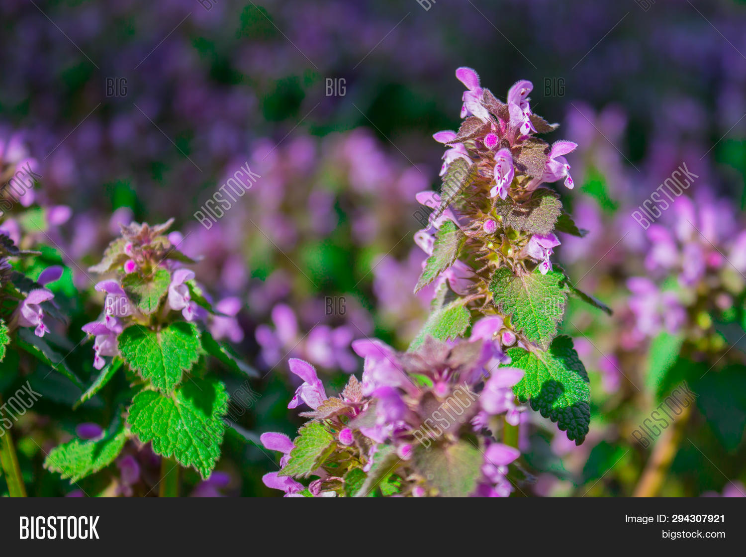 Flowers Lamium Image & Photo (Free Trial) | Bigstock