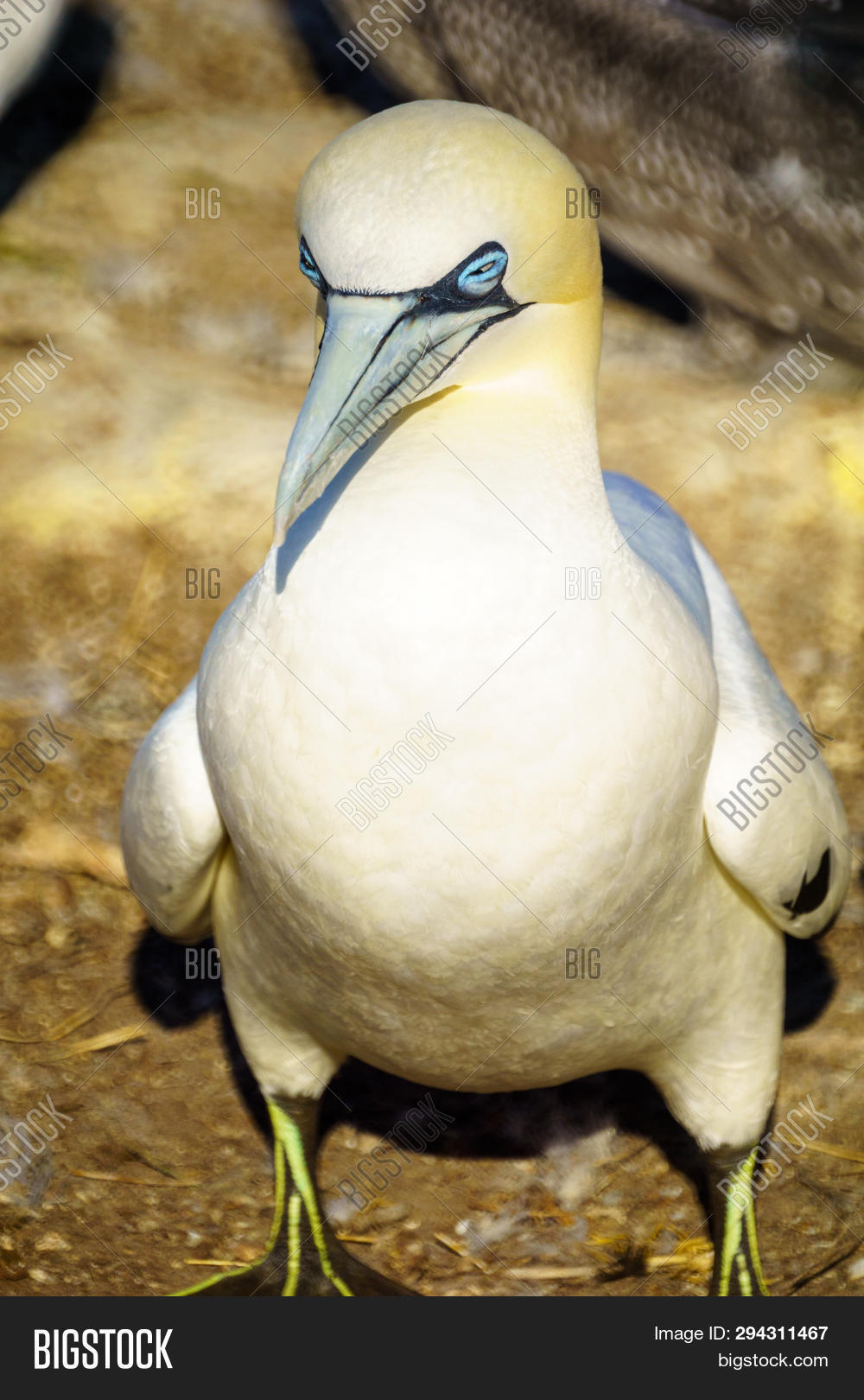 Gannet Bird Image & Photo (Free Trial) | Bigstock