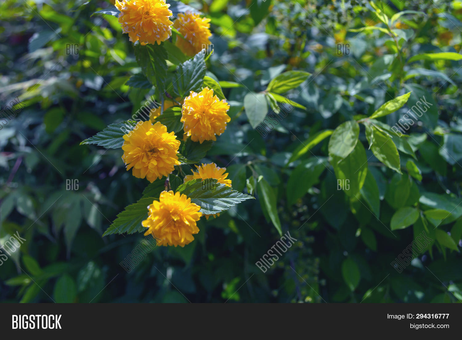 Branch Blooming Kerria Image & Photo (Free Trial) | Bigstock