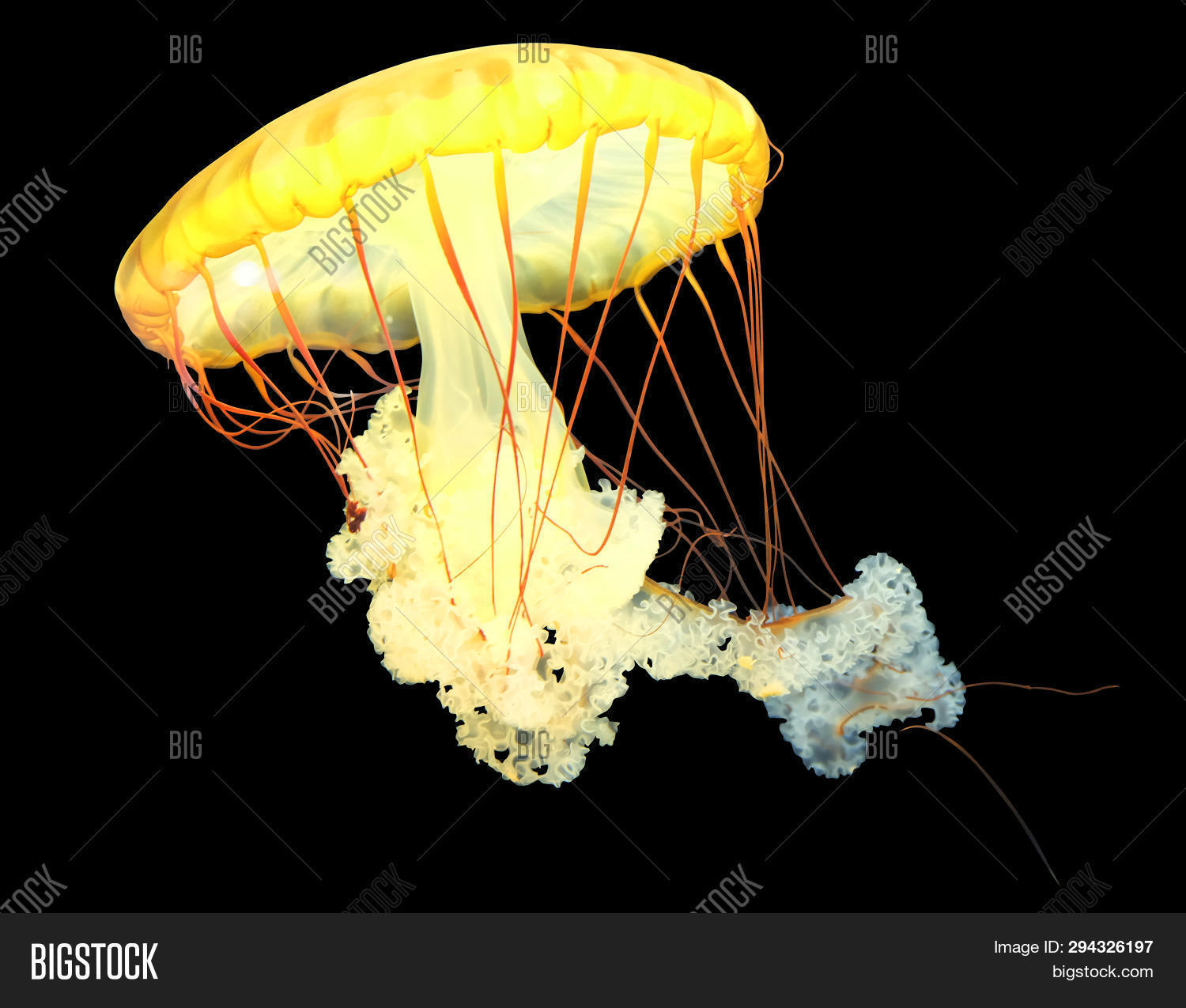 Yellow Jellyfish ( Image & Photo (Free Trial) | Bigstock