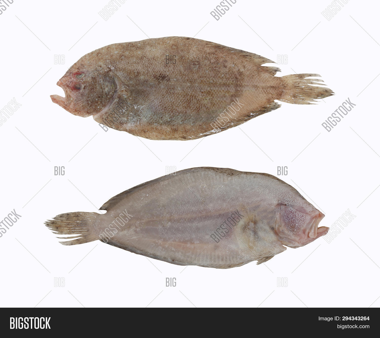 Fresh Psettodes Erumei Image & Photo (Free Trial) | Bigstock