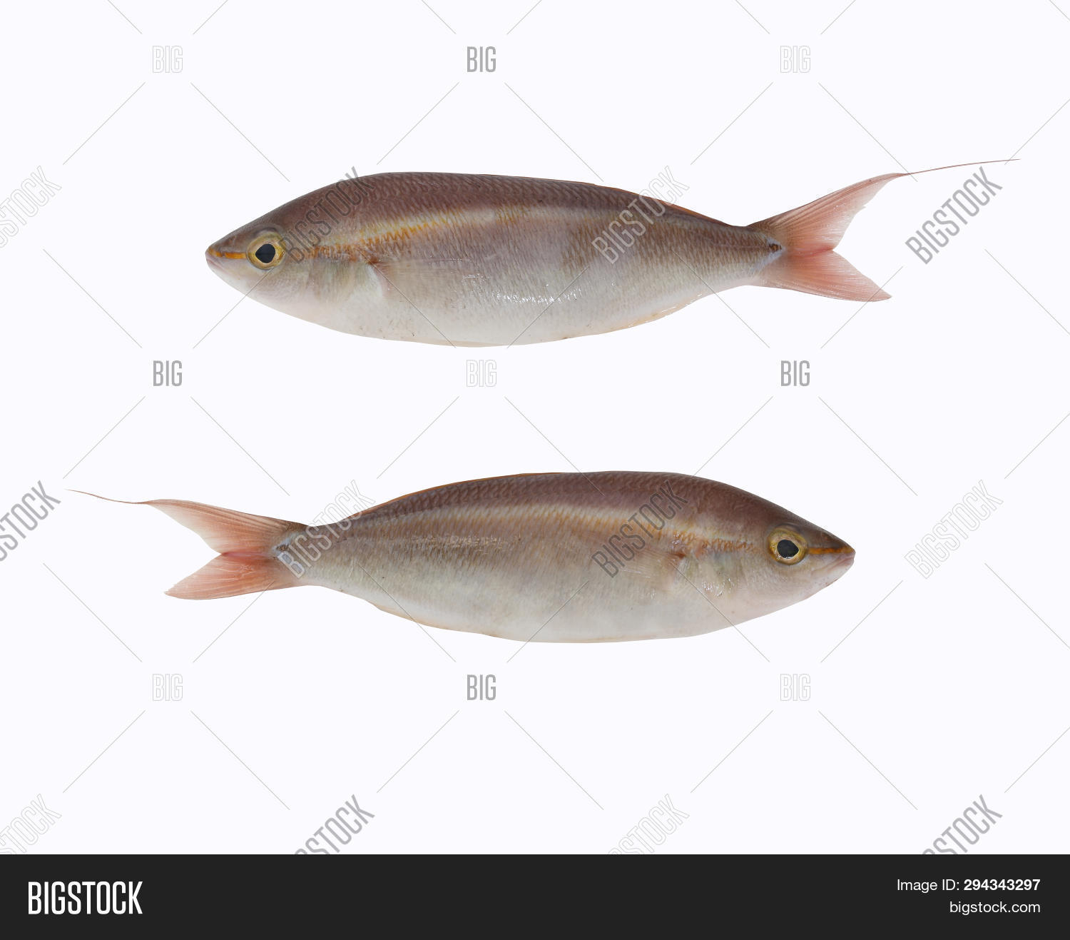 Pentapodus Setosus Image & Photo (Free Trial) | Bigstock