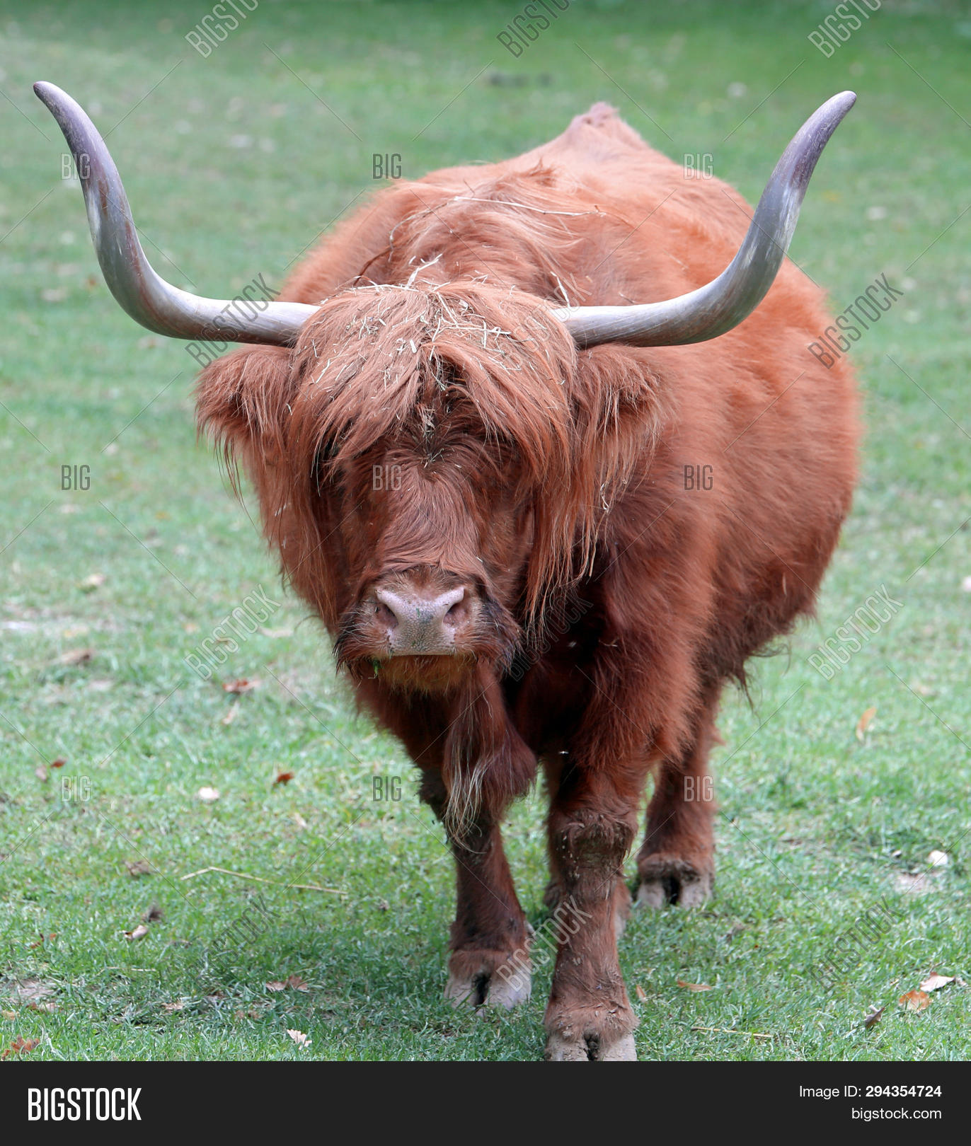Yak Brown Hair Two Image & Photo (Free Trial) | Bigstock