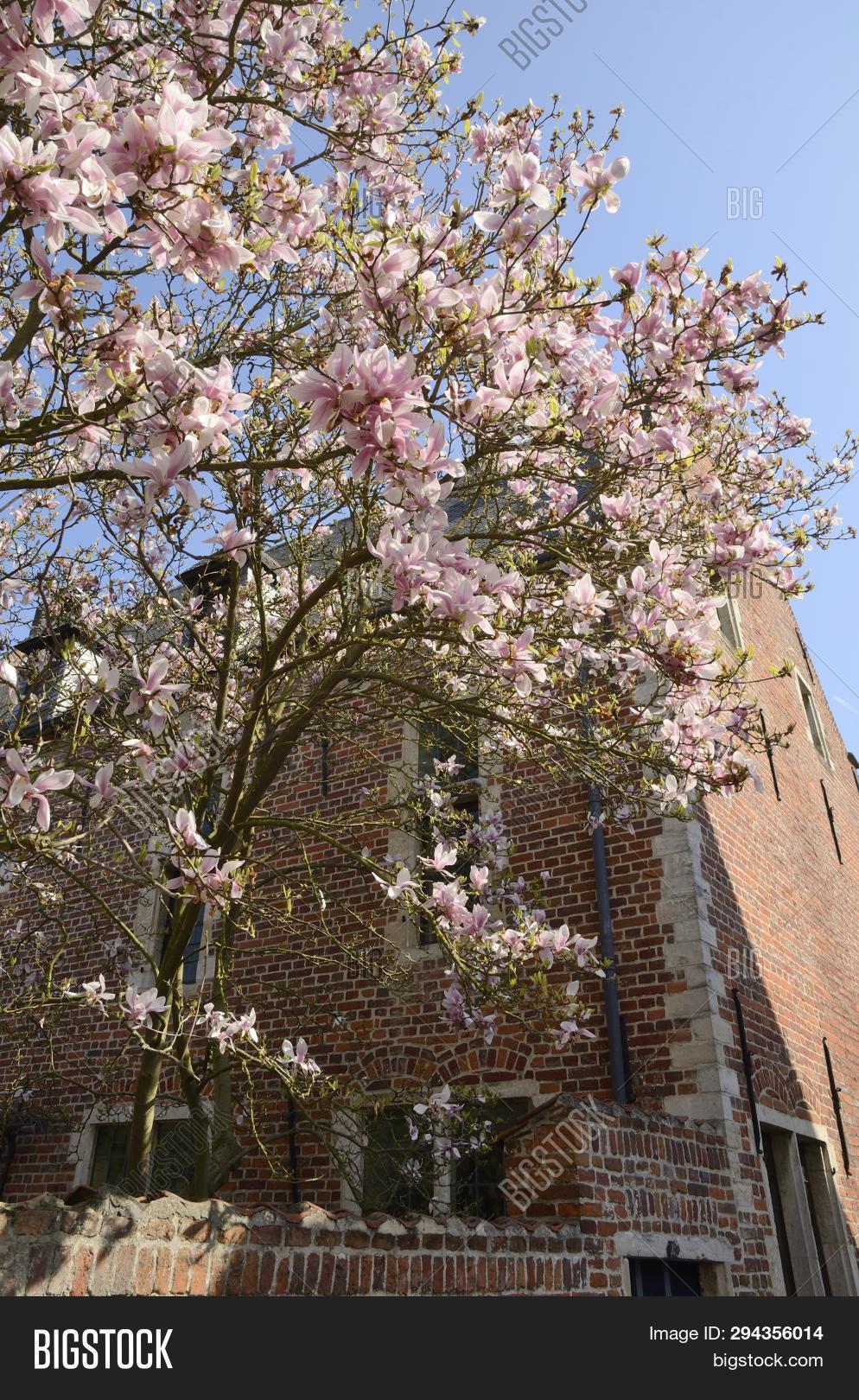 Big Pink Tree Beside Image & Photo (Free Trial) | Bigstock