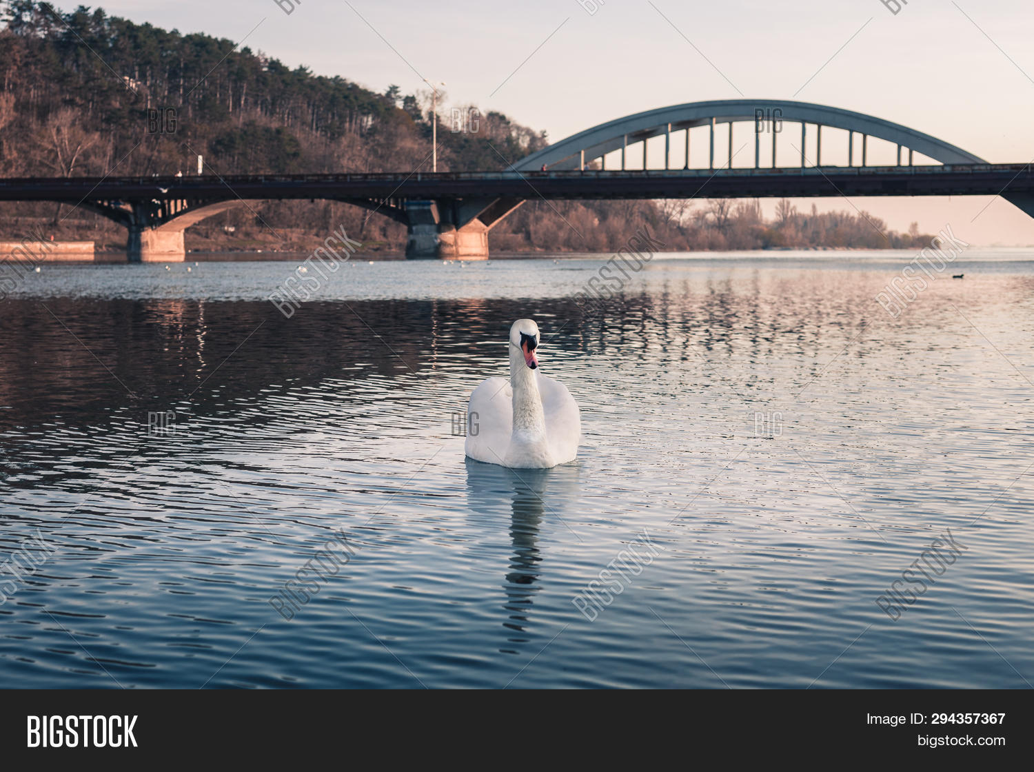 Image - Swan On River Image & Photo (Free Trial) | Bigstock
