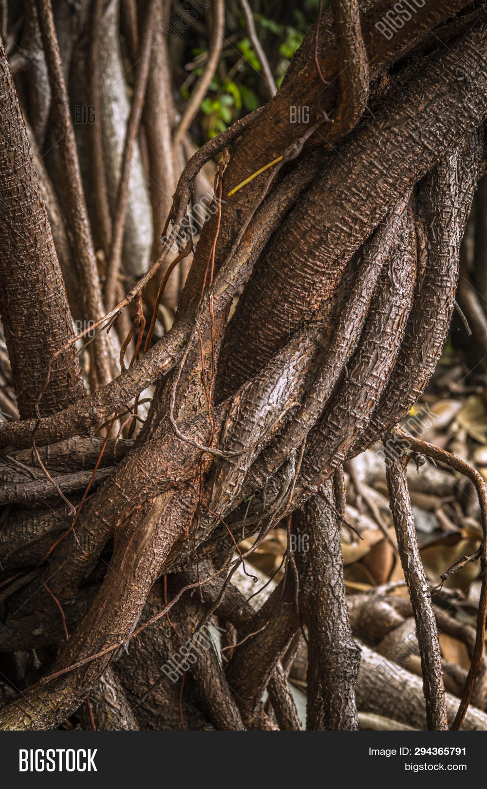 Ficus Elastica Image & Photo (Free Trial) | Bigstock