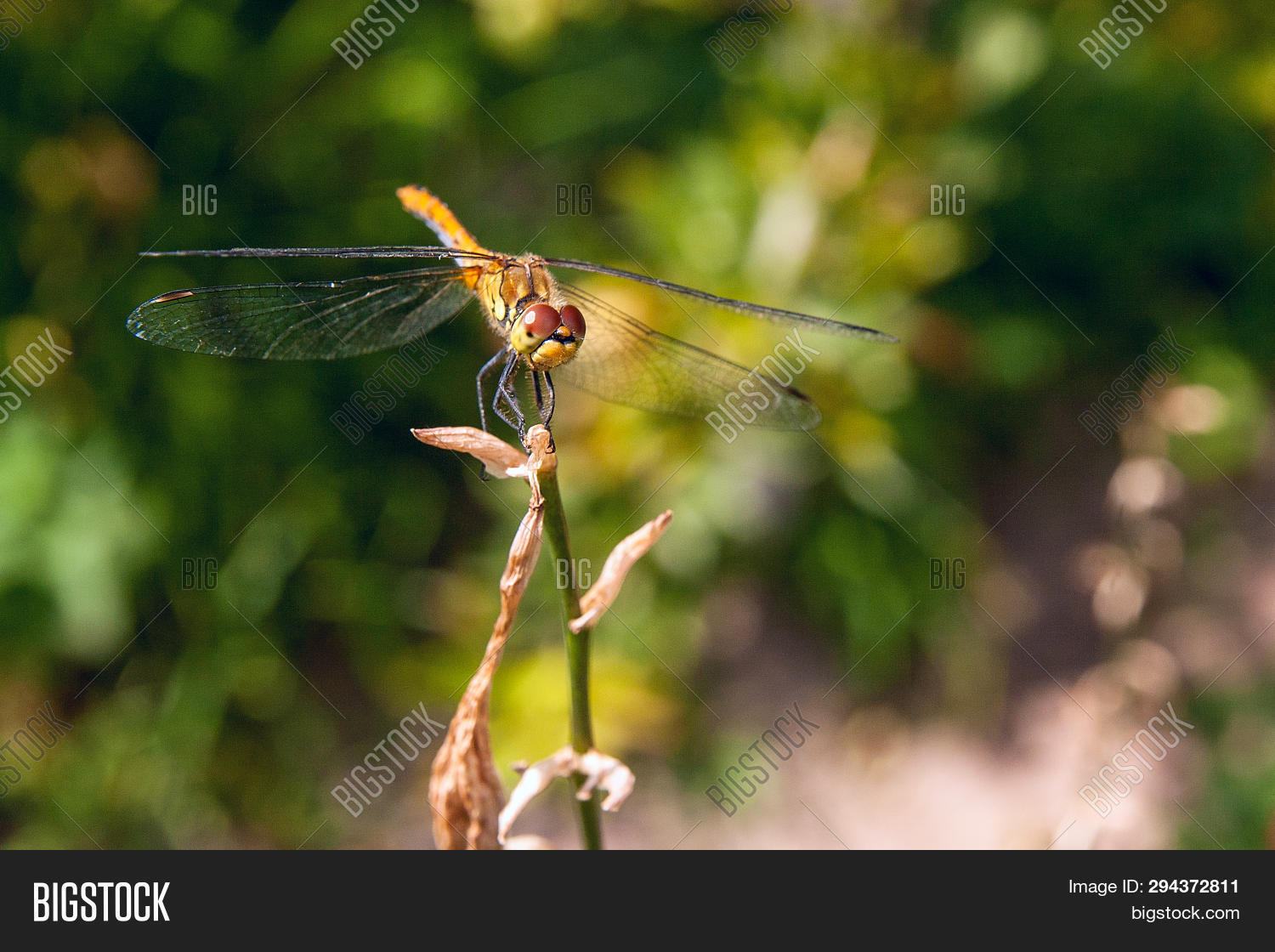 Dragonfly Sitting On Image & Photo (Free Trial) | Bigstock
