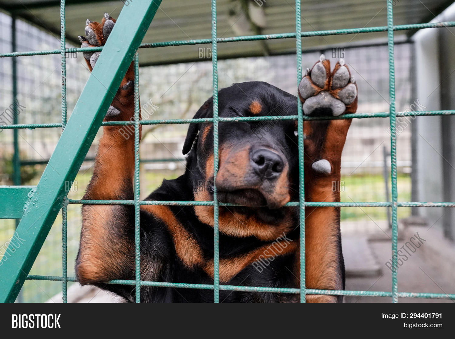 Scared Rottweiler Image & Photo (Free Trial) | Bigstock