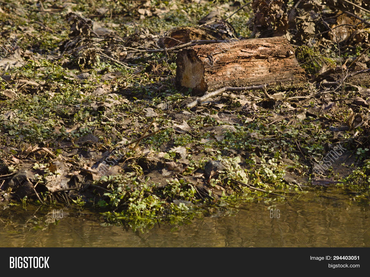 Wood End Tree Log. Image & Photo (Free Trial) | Bigstock
