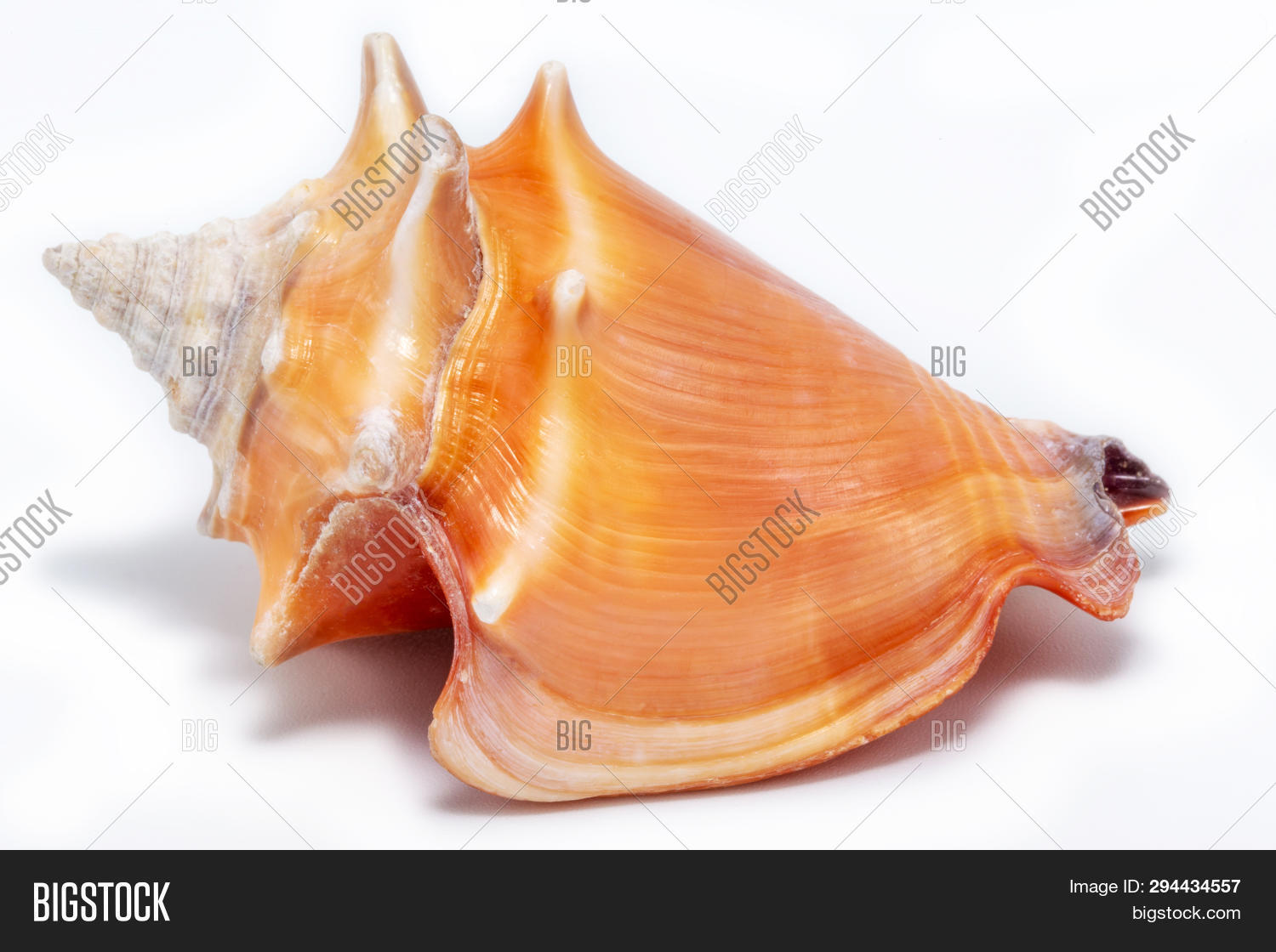 Large Orange Sea Shell Image & Photo (Free Trial) | Bigstock