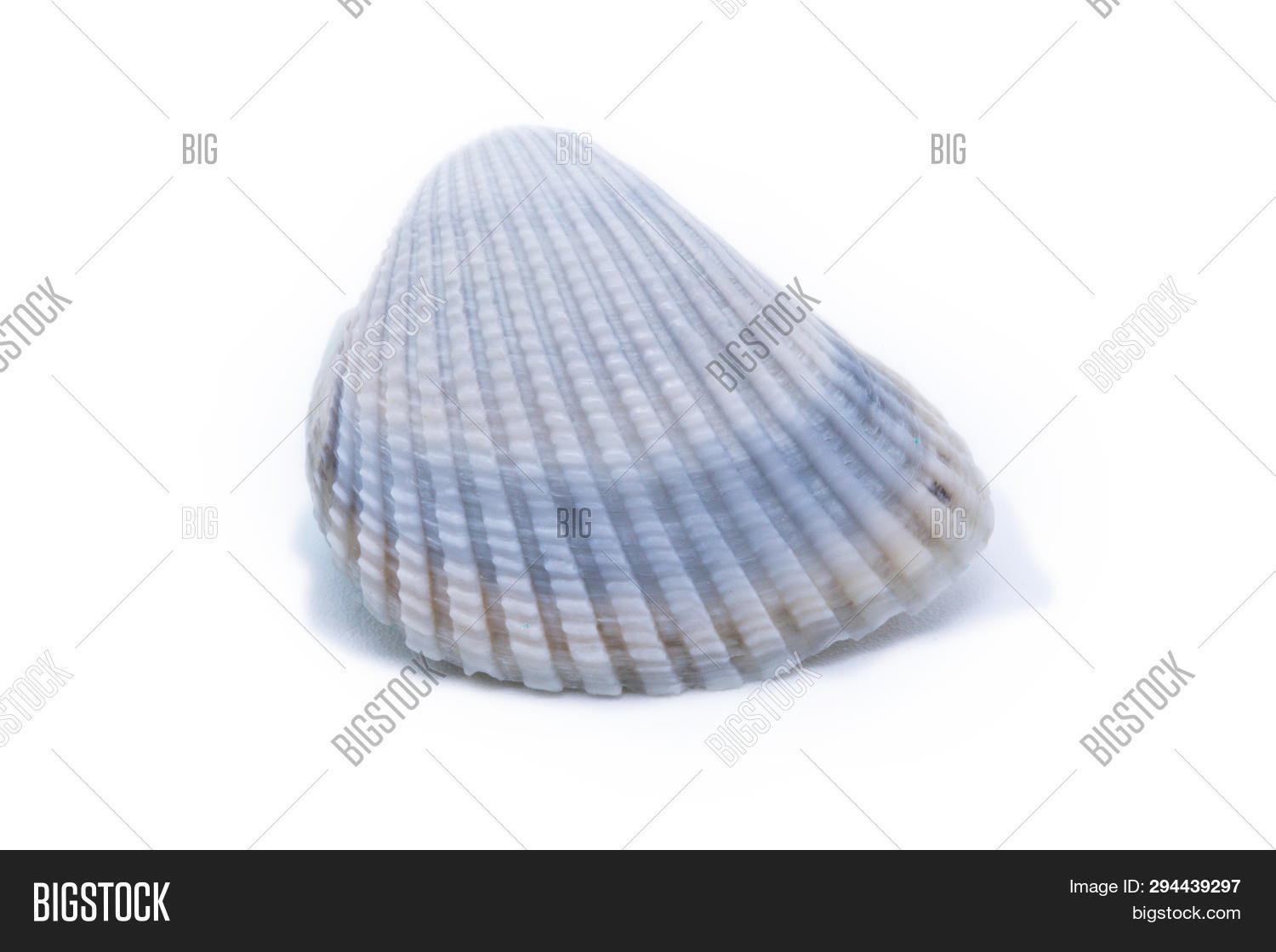 Small Sea Shells Macro Image & Photo (Free Trial) | Bigstock