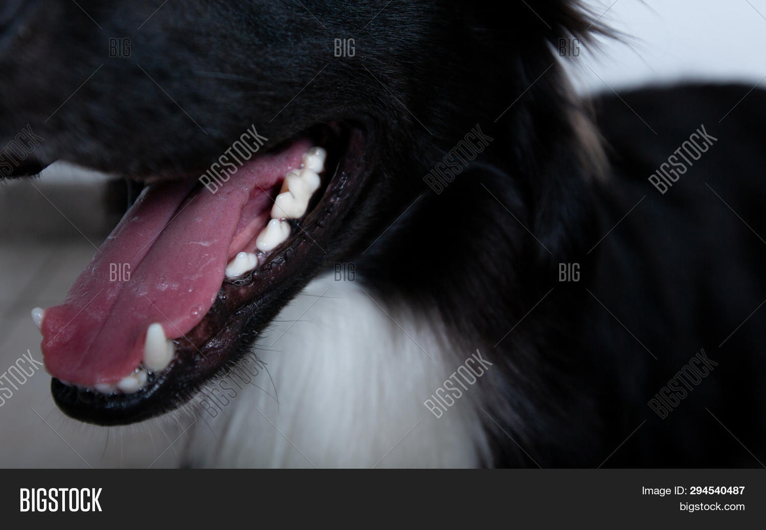 Healthy Dogs Teeth Image & Photo (Free Trial) | Bigstock