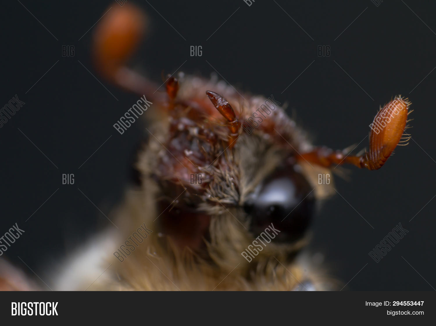Summer Chafer European Image & Photo (Free Trial) | Bigstock