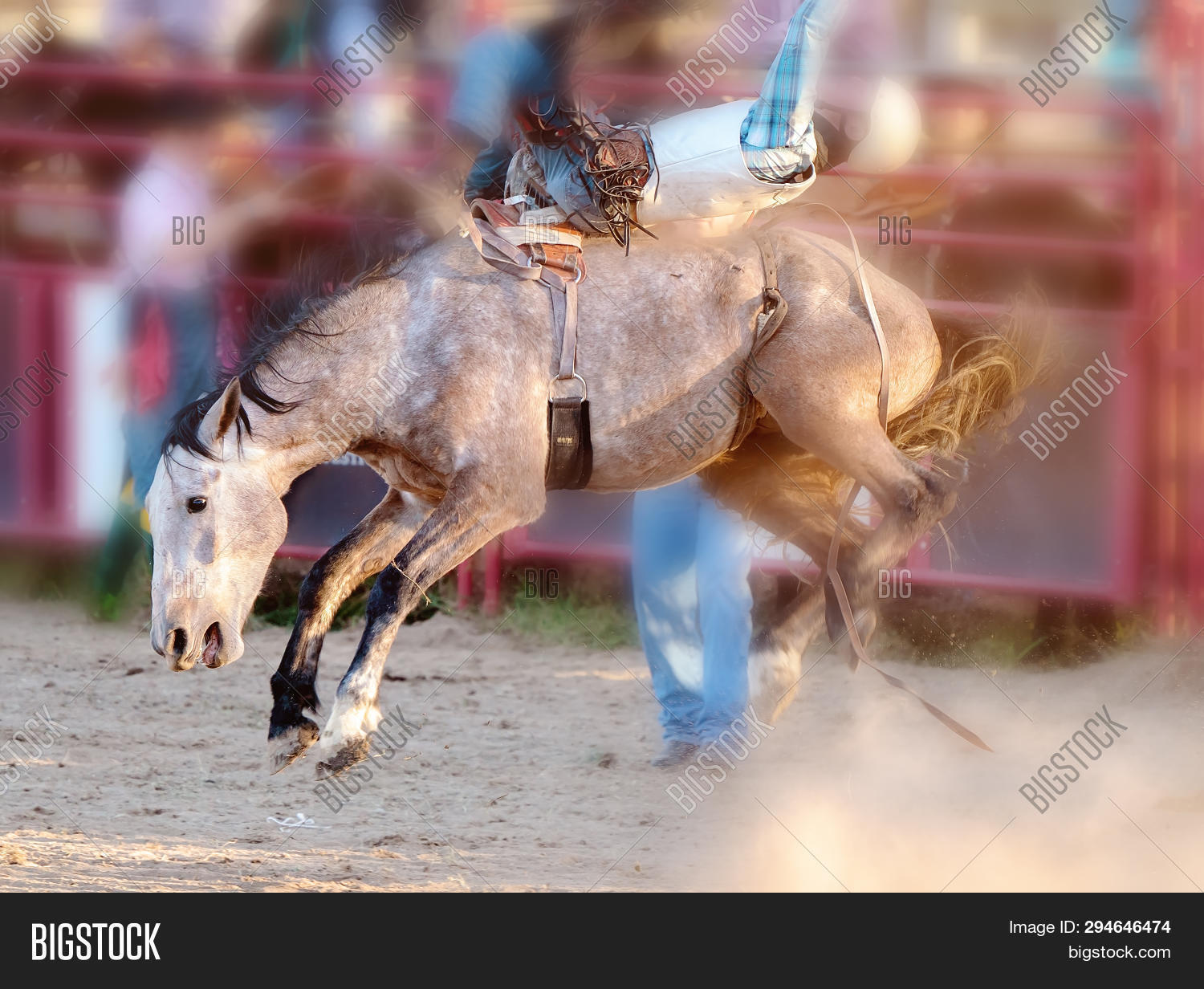 Bucking Bronc Horse Image & Photo (Free Trial) | Bigstock
