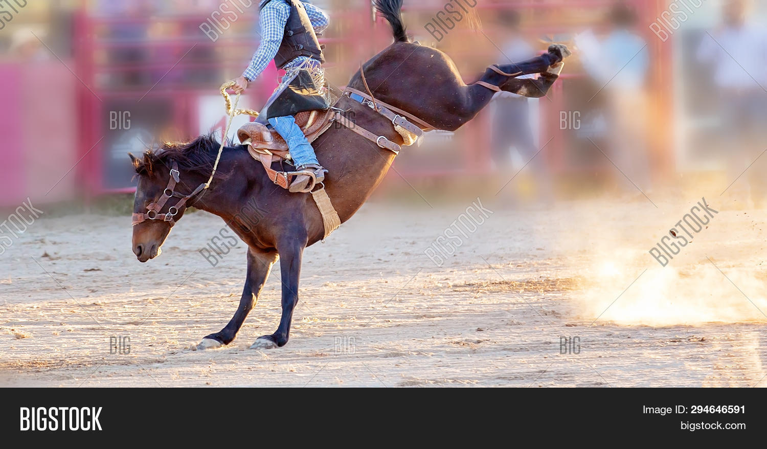 Bucking Bronc Horse Image & Photo (Free Trial) | Bigstock