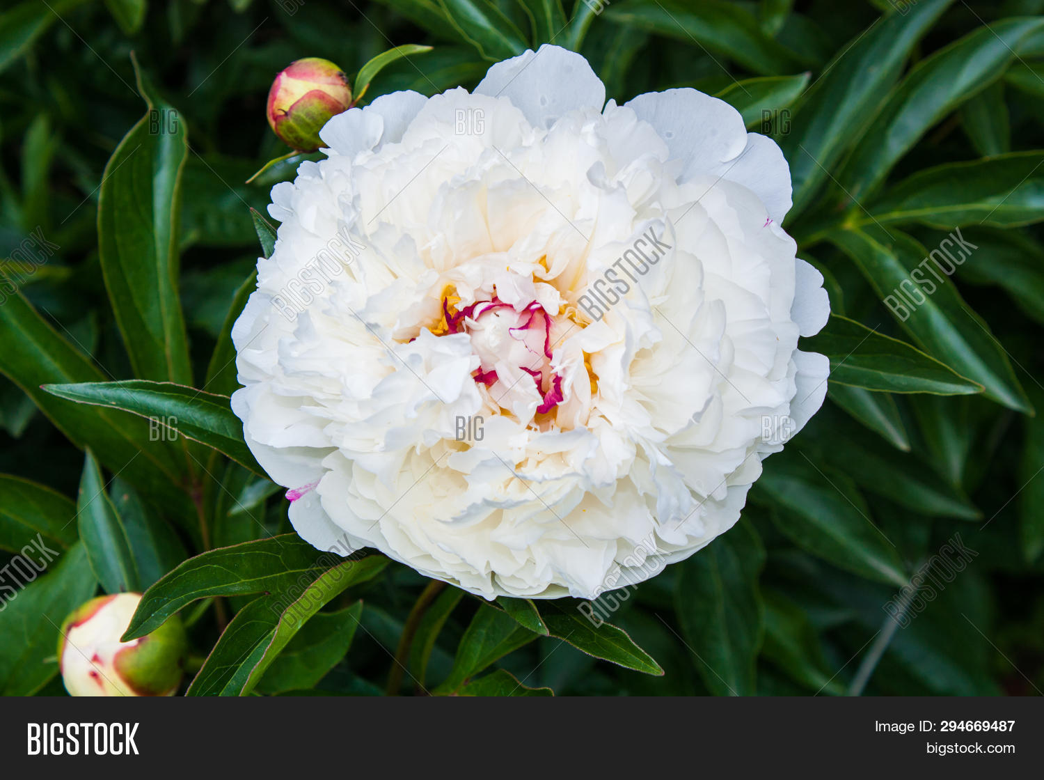 Pion-shaped Roses, Image & Photo (Free Trial) | Bigstock