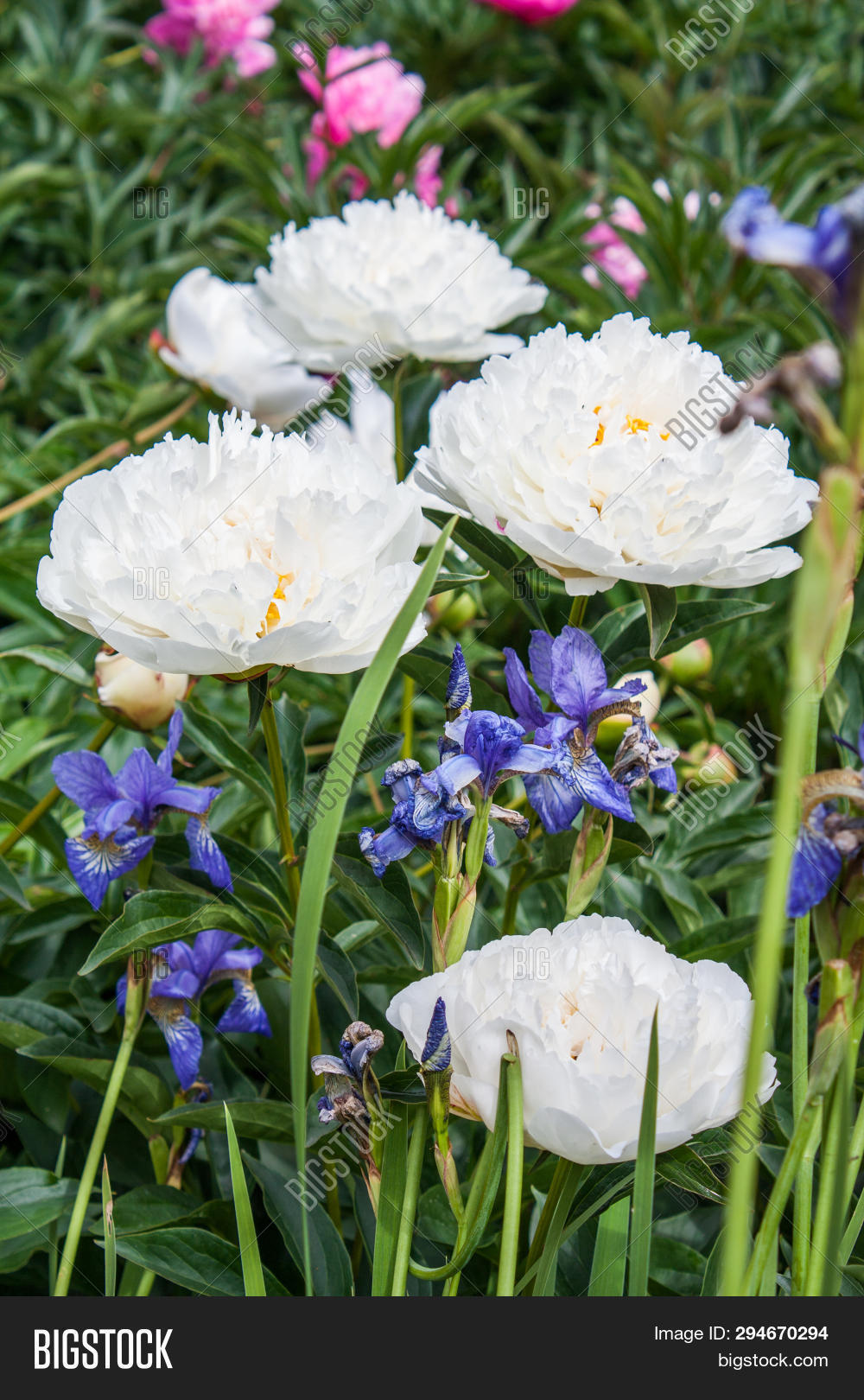 Pion-shaped Roses, Image & Photo (Free Trial) | Bigstock