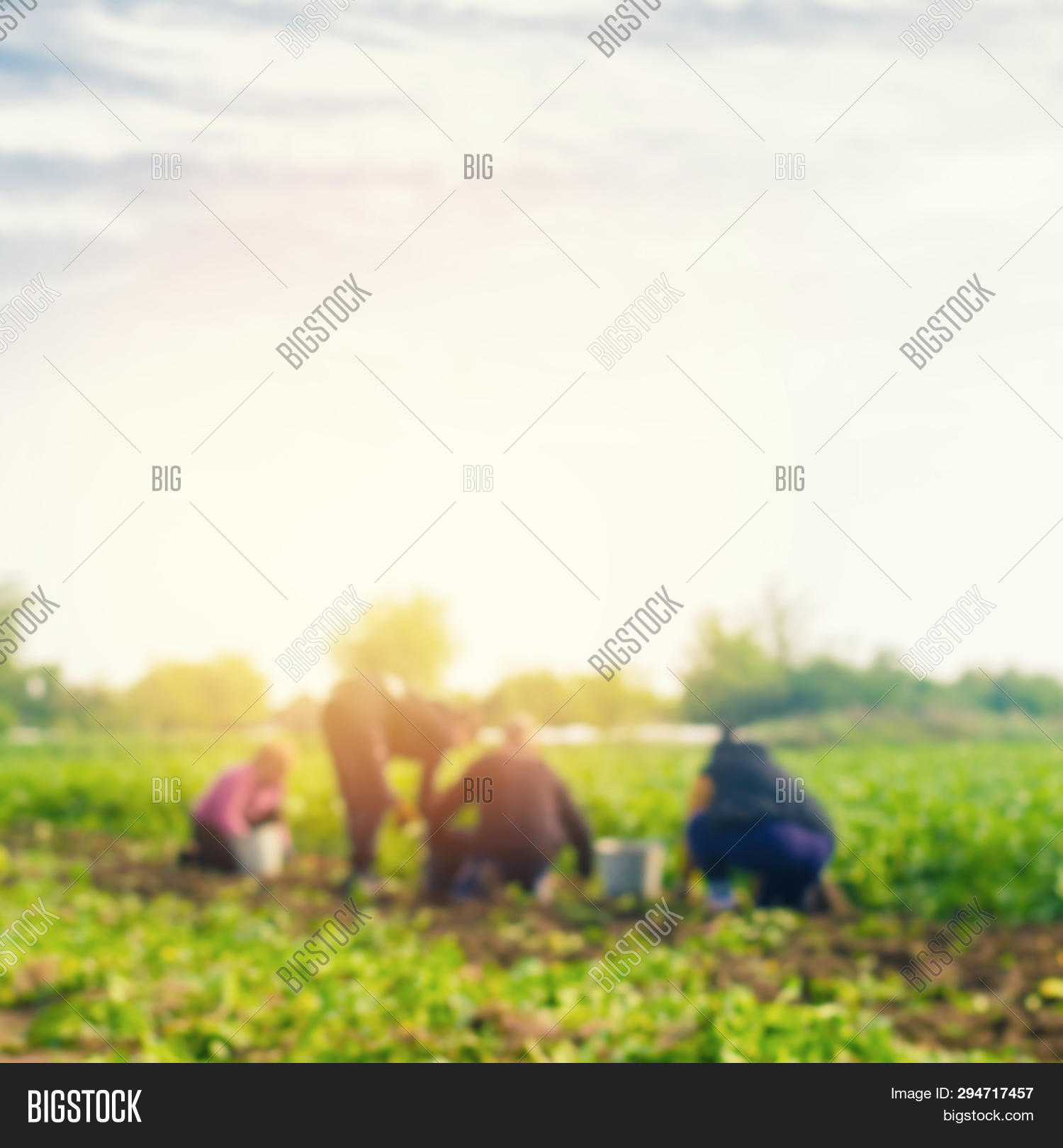 Workers Work On Field Image & Photo (Free Trial) | Bigstock