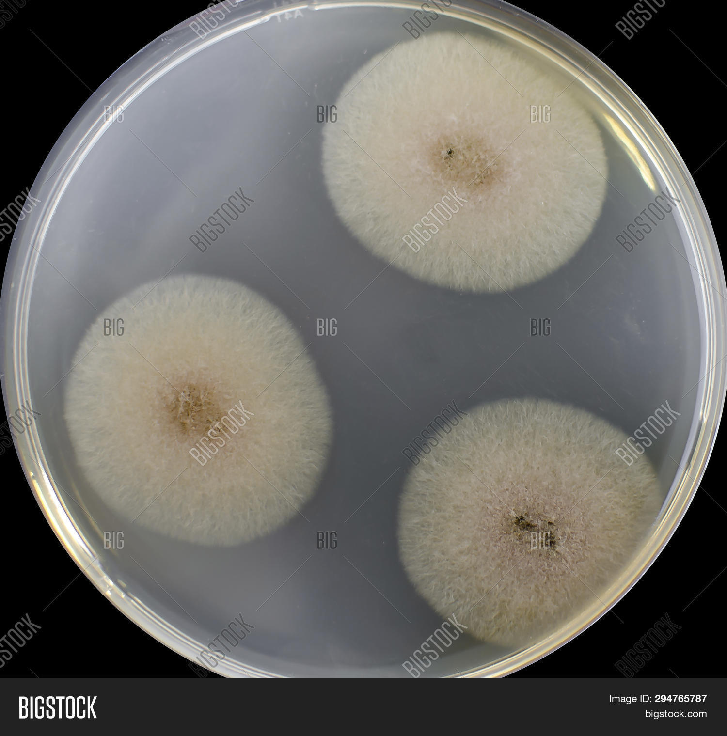 Colonies Mold Fungi Image & Photo (Free Trial) | Bigstock