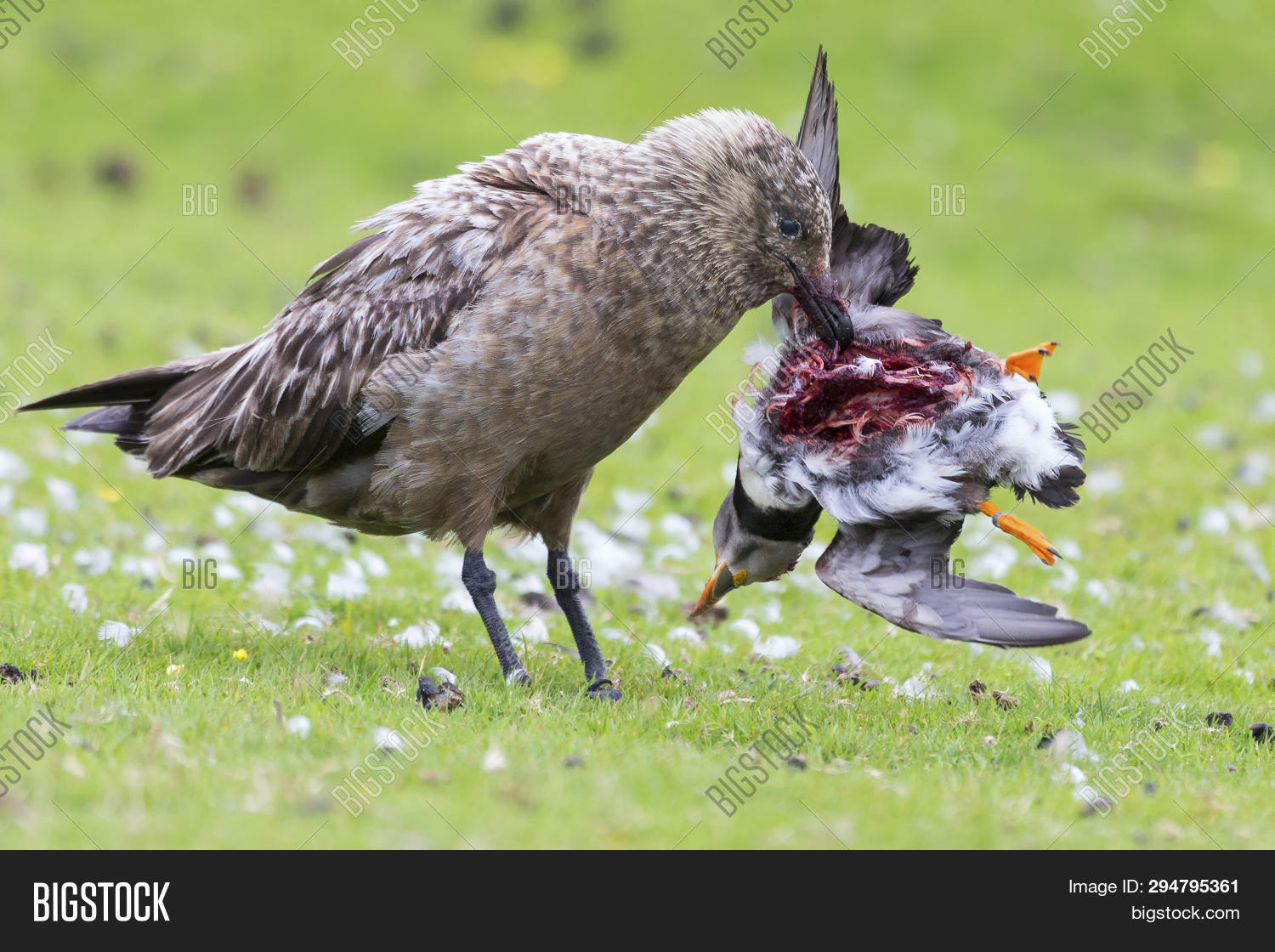 Great Skua Standing On Image & Photo (Free Trial) | Bigstock