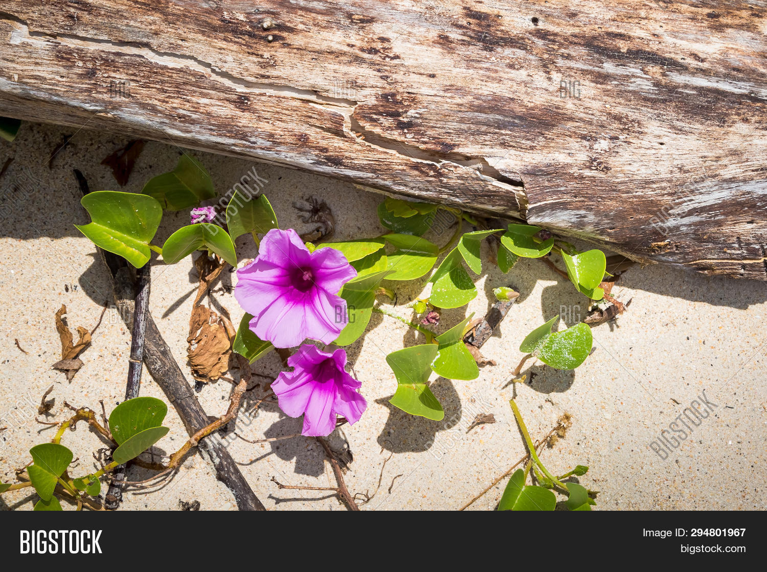 Ipomoea Purple Image & Photo (Free Trial) | Bigstock