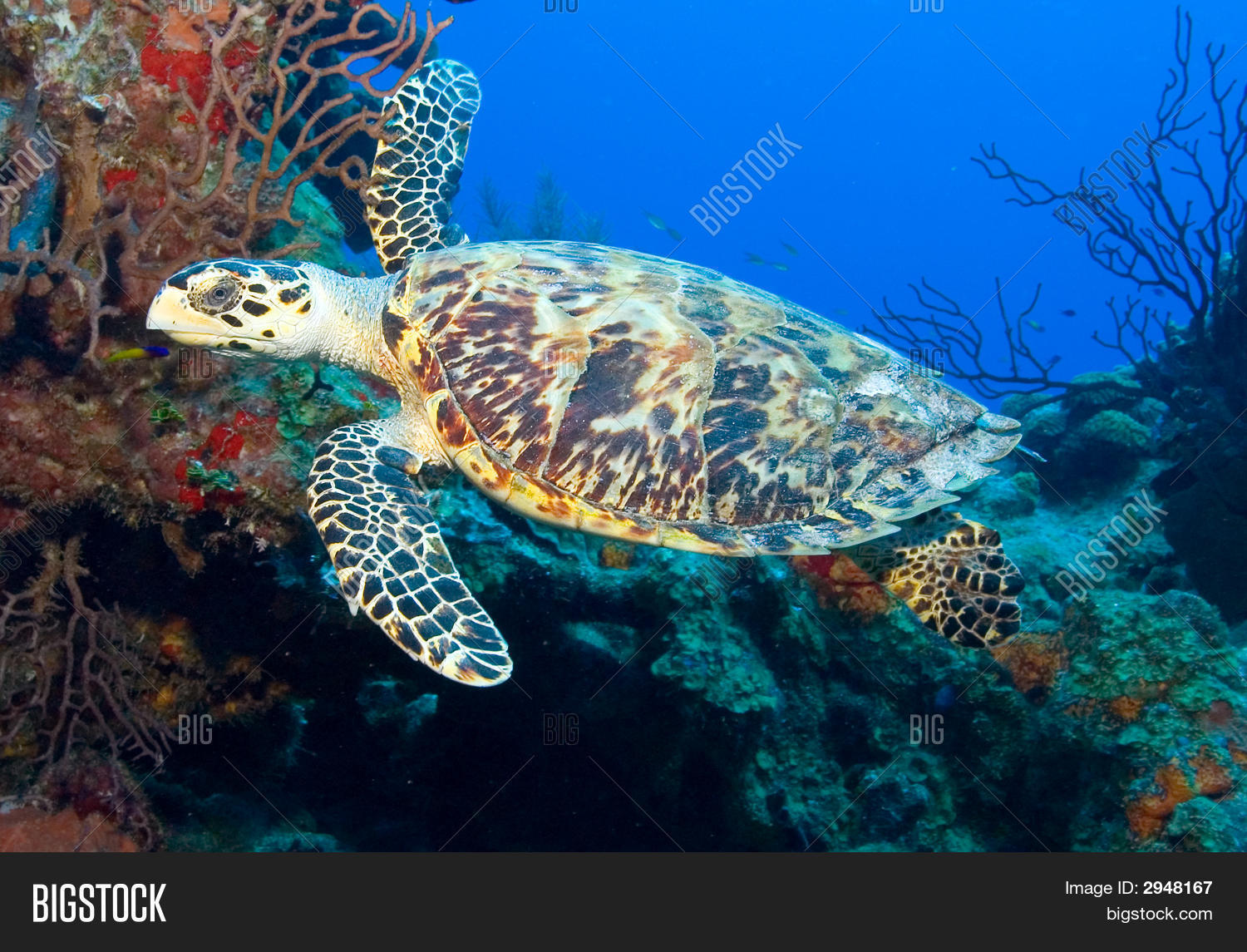 Hawksbill Turtle Image & Photo (Free Trial) | Bigstock
