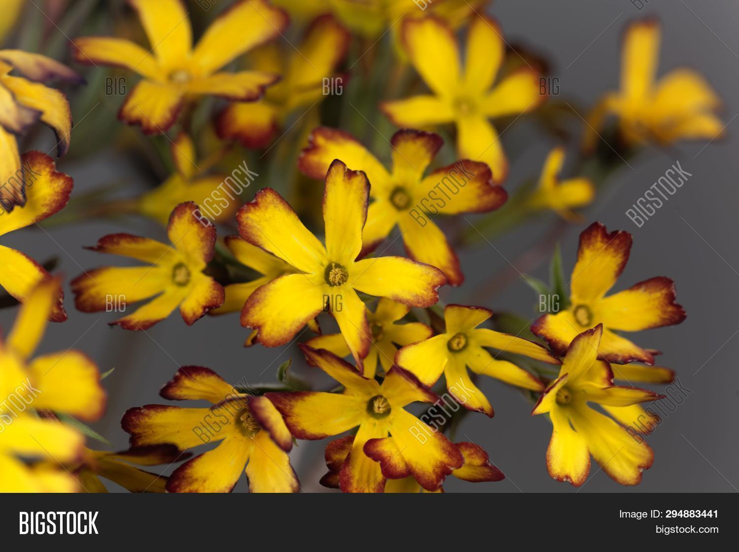 Flower Oakleaf Primula Image & Photo (Free Trial) | Bigstock
