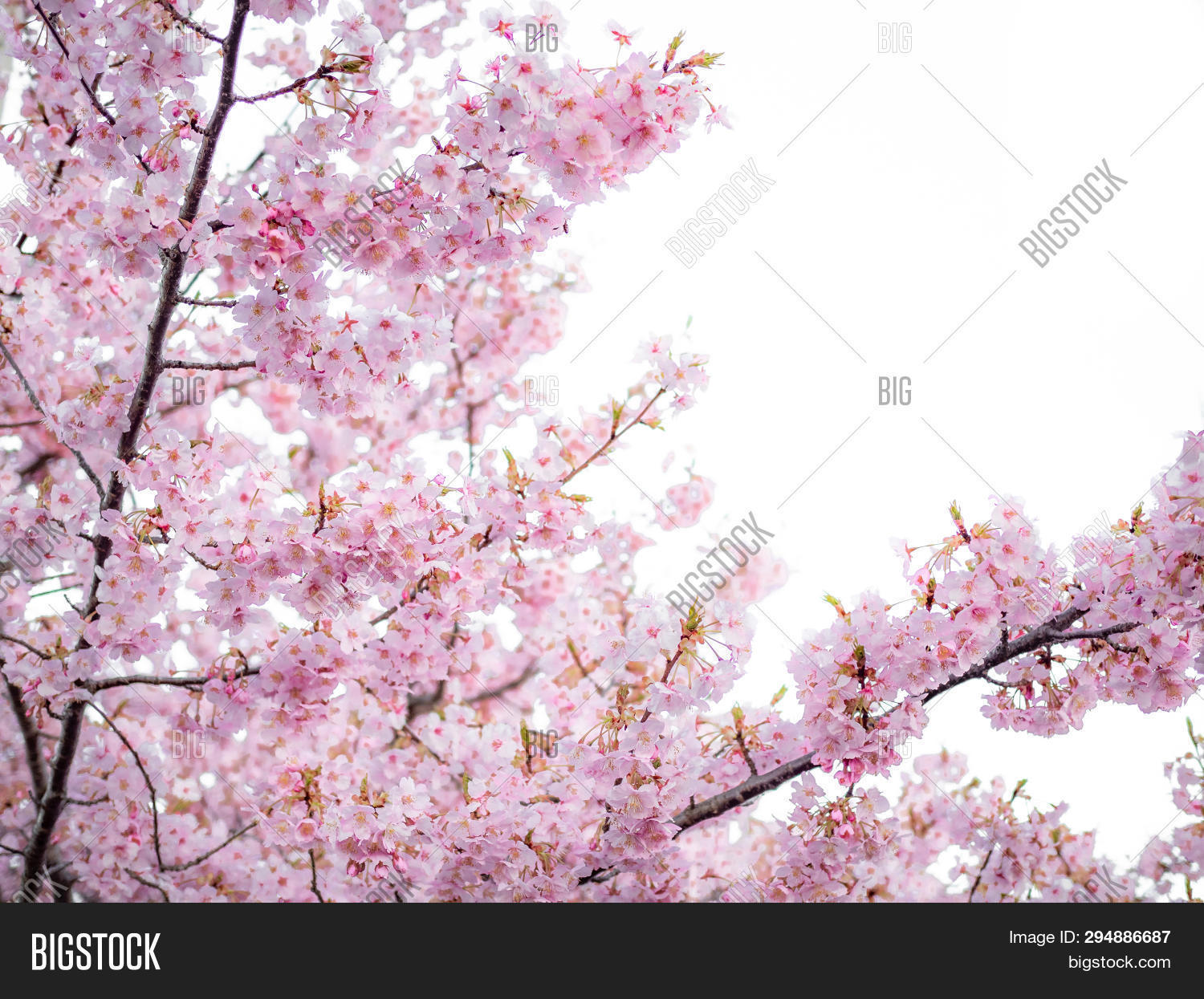 Closeup Sakura Image & Photo (Free Trial) | Bigstock