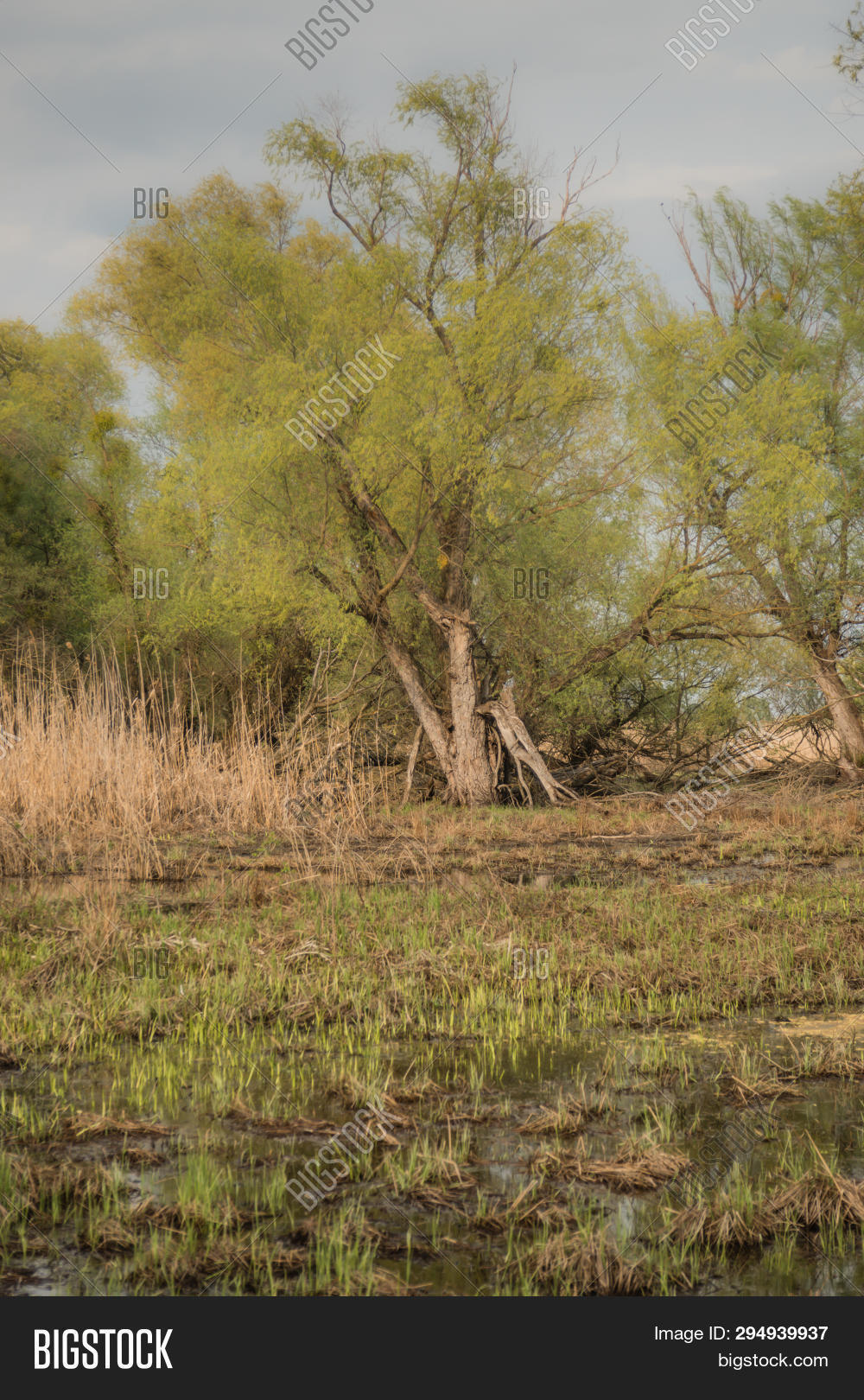 Shot Swamp Spring Image & Photo (Free Trial) | Bigstock