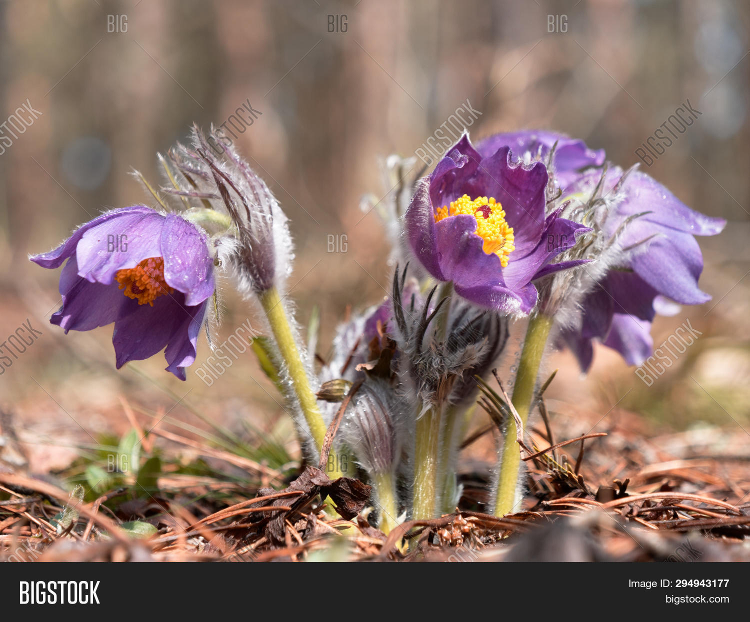 Snowdrops Purple Image & Photo (Free Trial) | Bigstock