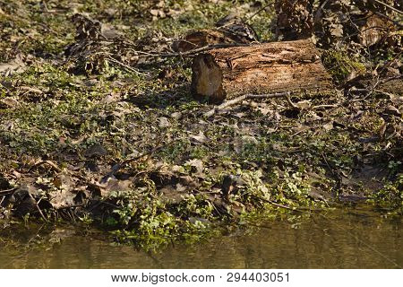 Wood End Tree Log. Image & Photo (Free Trial) | Bigstock