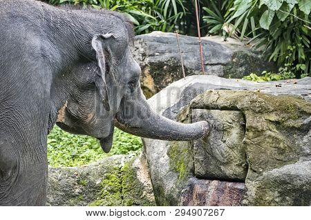 Asian Elephant, Indian Image & Photo (Free Trial) | Bigstock