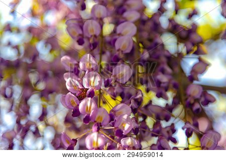 Wisteria Flowers Images, Illustrations & Vectors (Free) - Bigstock