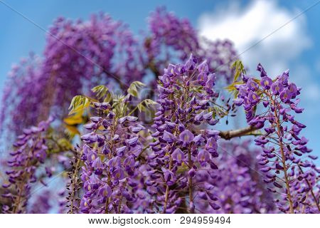 Wisteria Flowers Images, Illustrations & Vectors (Free) - Bigstock
