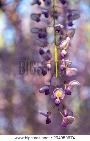 Wisteria Flowers Images, Illustrations & Vectors (Free) - Bigstock
