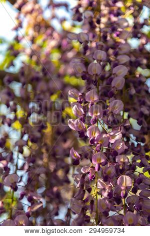 Wisteria Flowers Images, Illustrations & Vectors (Free) - Bigstock
